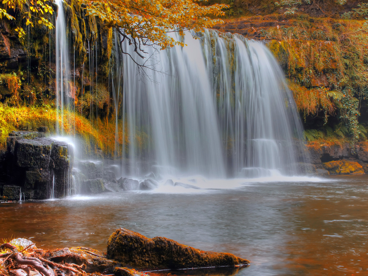 Forest Falls - Salus360